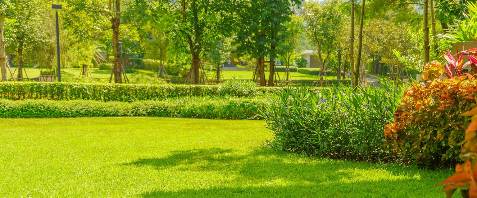 Alpharetta Tree Removal Service | Cumming Damaged Tree Removal Company