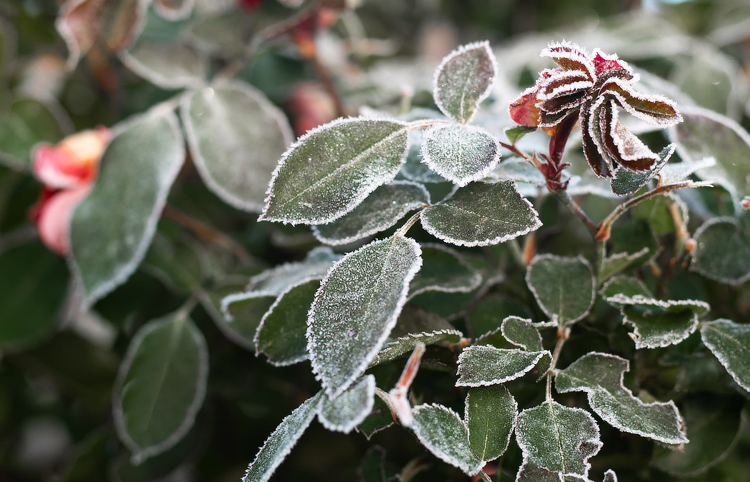 How to Protect Your Plants from Georgia’s First Frost | Alpharetta, GA